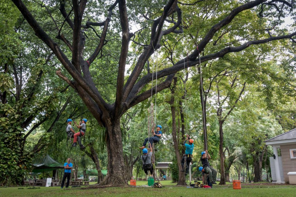 BIGTrees Project : บิ๊กทรี ไม่ใช่เรื่องของต้นไม้ใหญ่ แต่เป็นเรื่องใหญ่ ...