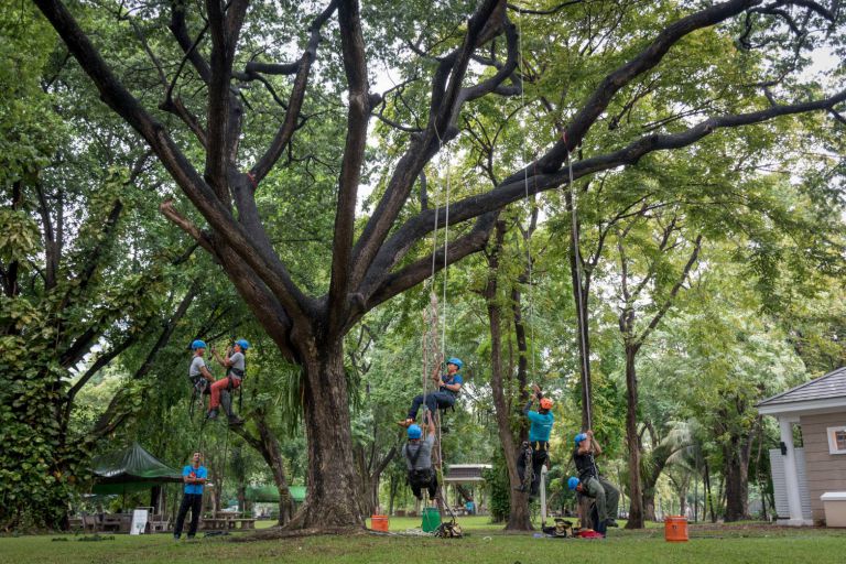 BIGTrees Project : บิ๊กทรี ไม่ใช่เรื่องของต้นไม้ใหญ่ แต่เป็นเรื่องใหญ่ของต้นไม้ รุกขกร - หน้าแรก