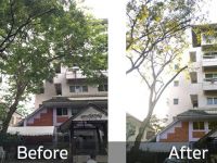 BIGTrees Project : บิ๊กทรี ไม่ใช่เรื่องของต้นไม้ใหญ่ แต่เป็นเรื่องใหญ่ของต้นไม้ รุกขกร - Before ...